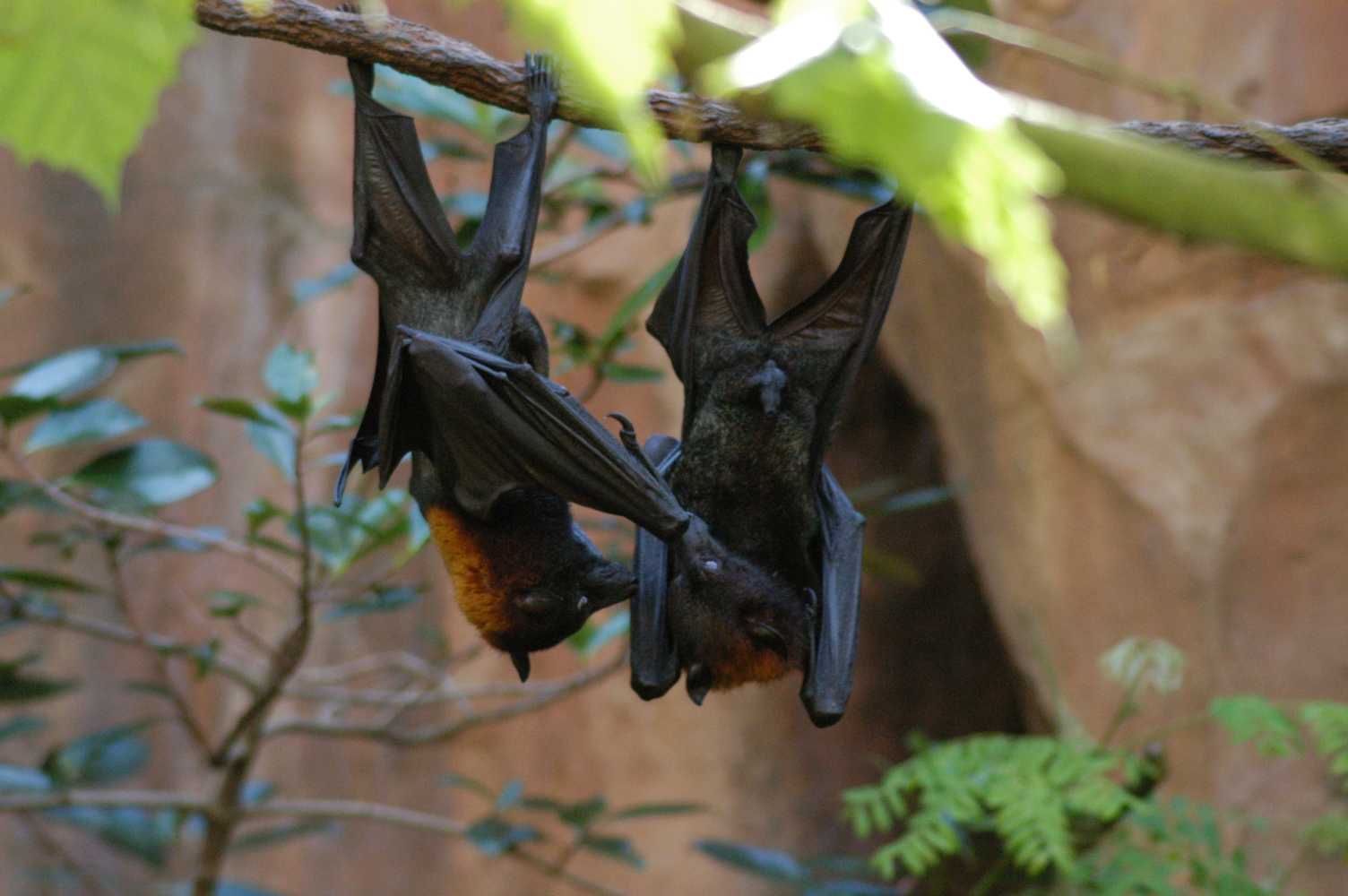 Disney's Animal Kingdom - Page 1